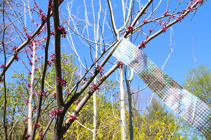 How to Use Bird Tape - Bird Spike Control
