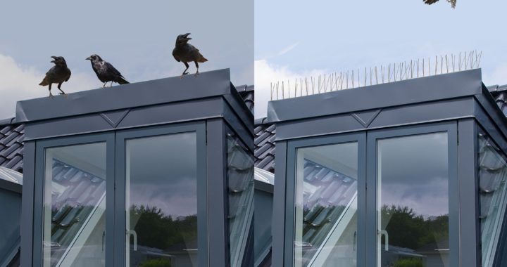 Bird Wire System - Bird Spike Control