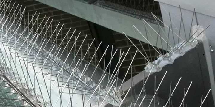 Transparent Plastic Bird Spikes for Effective Animal Control - Bird ...
